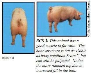 Description of Body Condition Scores for Swine | Farms.com