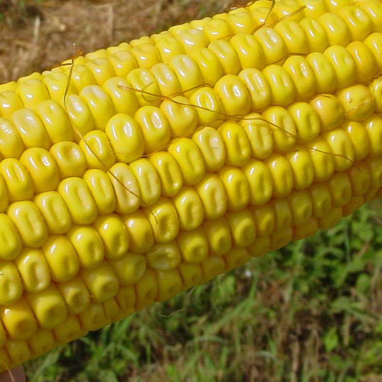 Identifying Corn Reproductive Growth Stages and Management Implications ...