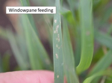 Fall Wheat Pests: Fall Armyworms, Armyworms, And Army Cutworms | Farms.com