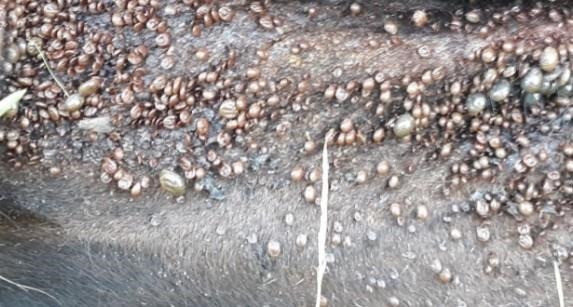Asian Longhorned Tick found on North Georgia Cow | Farms.com