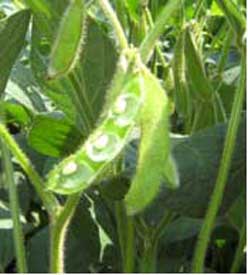 Soybean Aphids and Yield Response In the Late R Stages | Farms.com
