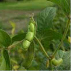 Soybean Aphids and Yield Response In the Late R Stages | Farms.com