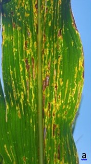 Bacterial Leaf Streak of Corn | Farms.com
