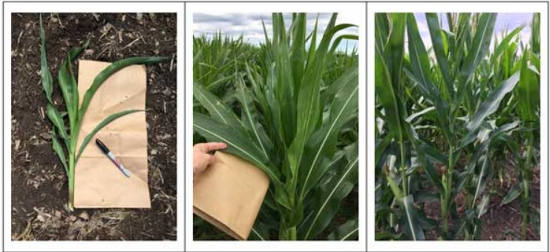 Plant analysis for testing nutrient levels in corn | Farms.com