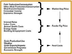 Feeder Pig Marketing Techniques